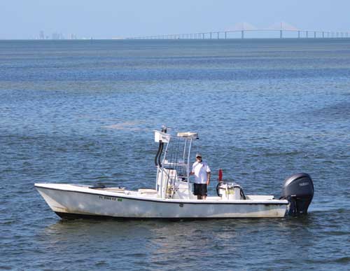 Missing seagrass beds in sound prompt concerns - The Anna Maria Islander